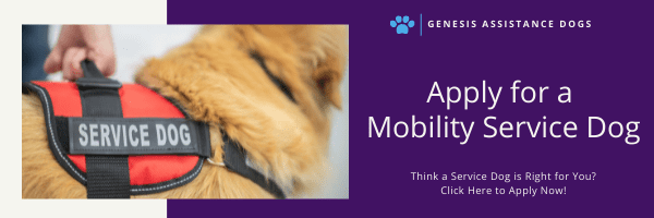 GUIDE How To Get A Service Dog In Florida Updated 2022 