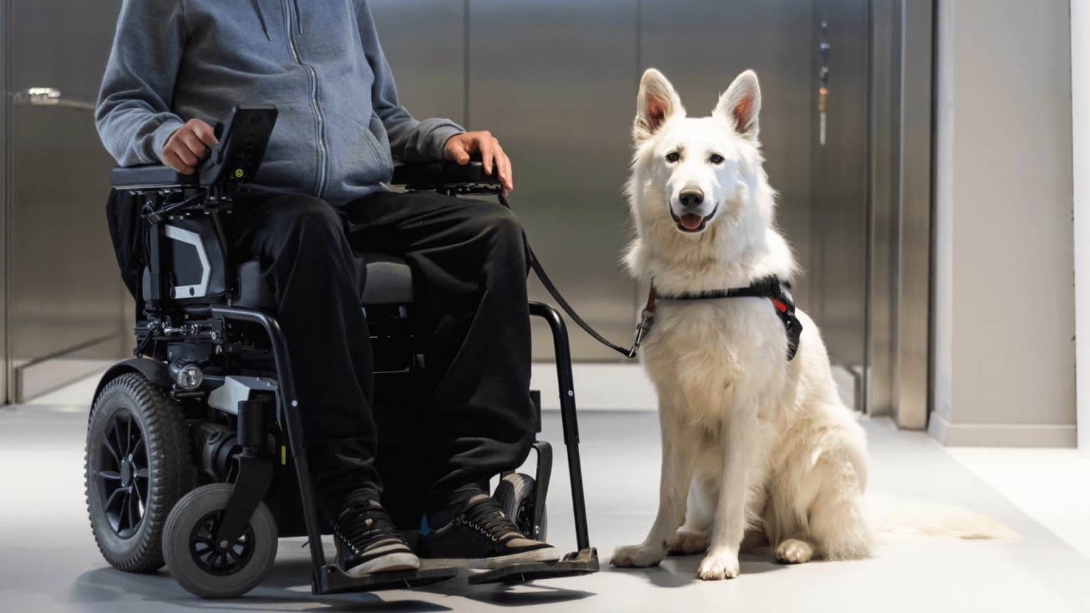 Assistance Dog Training: Transforming Lives